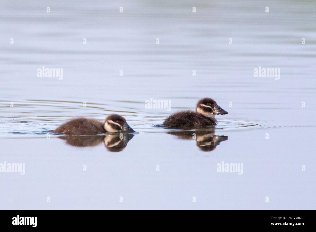 White-headed Duck (Oxyura leucocephala) in Laguna de Navaseca, Daimiel ...