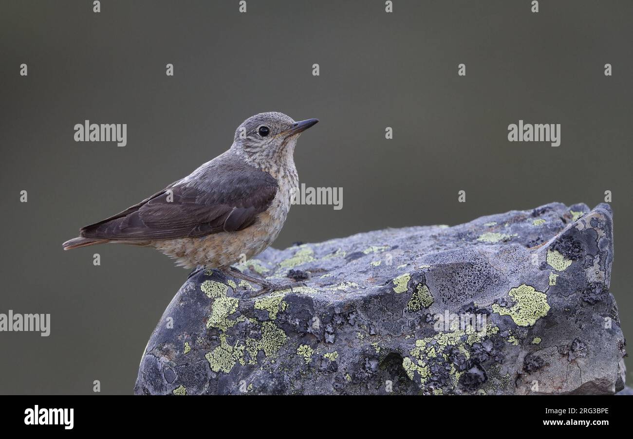 Adult female Common Rock Thrush (Monticola saxatilis) perched on a rock ...