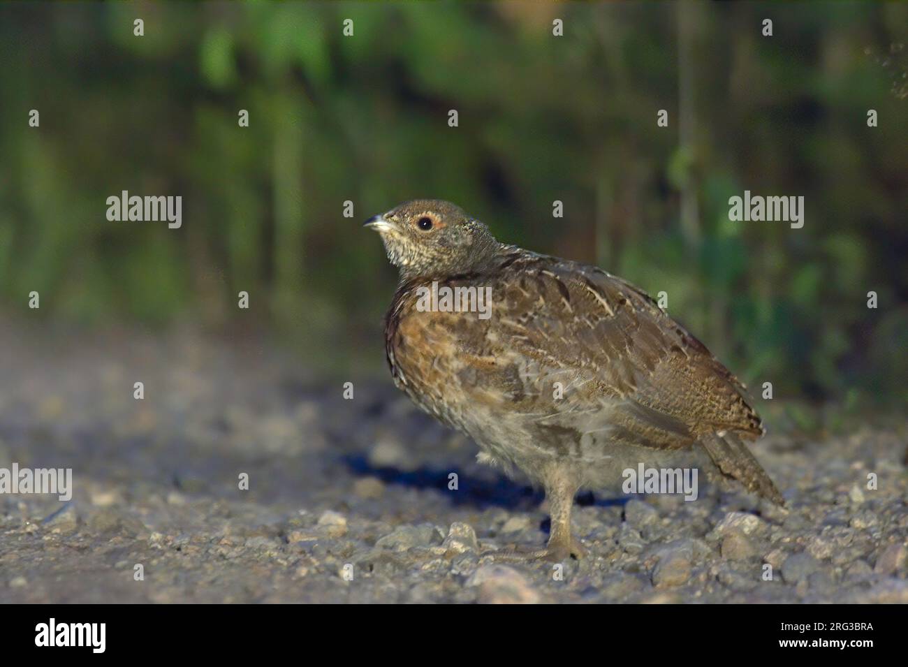 Western Capercaillie (Tetrao urogallus), juvenile bird standing on ...