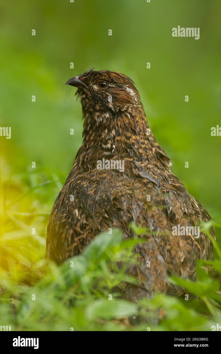 Chinese Grouse (Tetrastes sewerzowi) in China. Also known as Severtzov ...