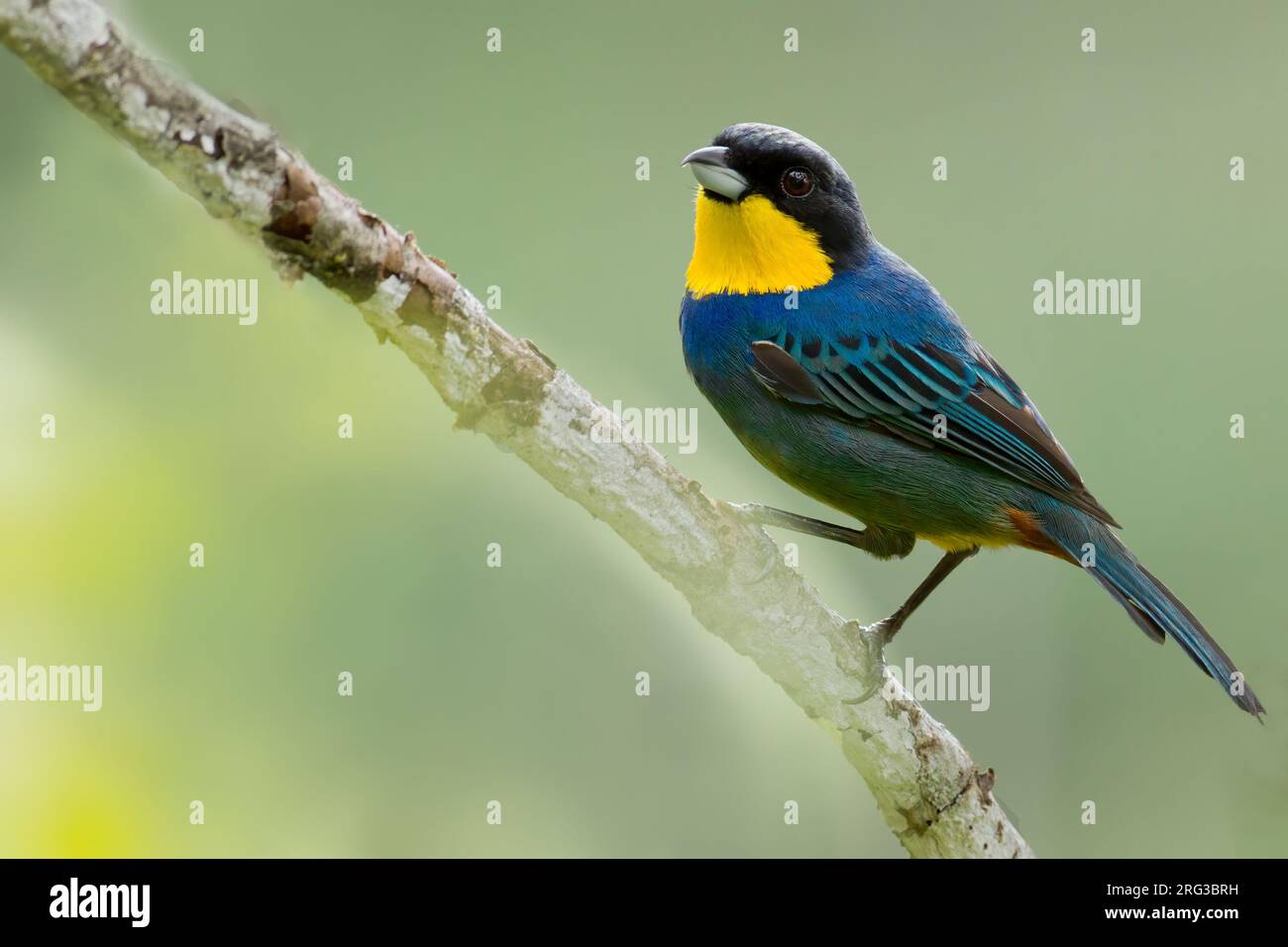 Porphy hi-res stock photography and images - Alamy