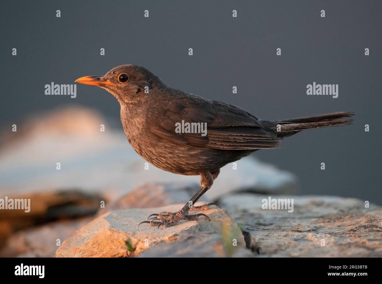 Worn female Eurasian Blackbird (Turdus merula) photographed at last ...