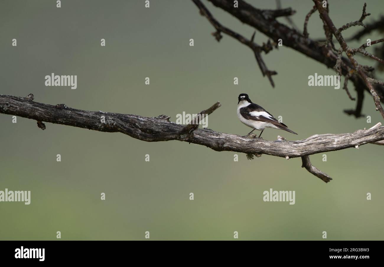 Adult male Iberian Pied Flycatcher (Ficedula hypoleuca iberiae) perched ...