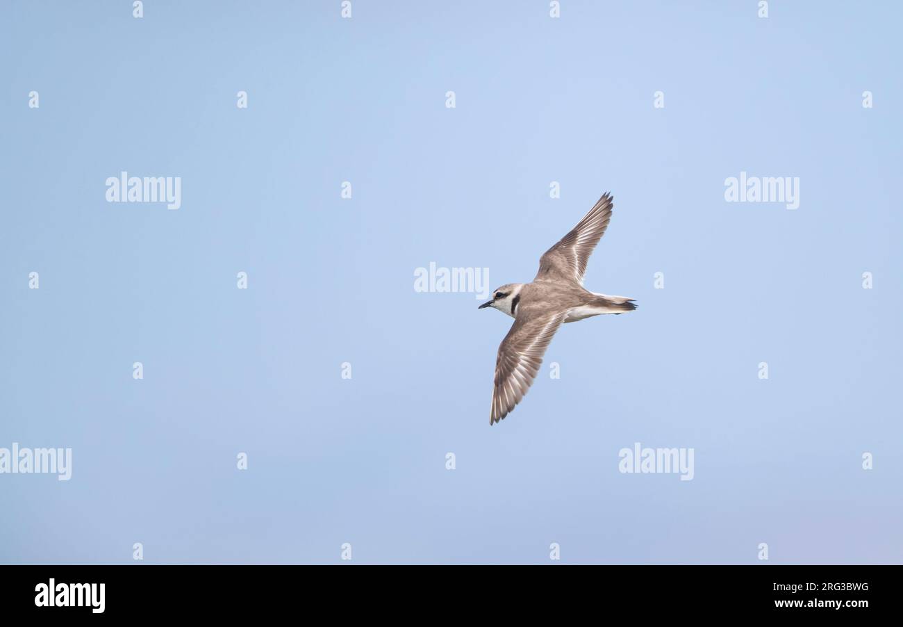Adult male Kentish Plover (Charadrius alexandrinus) in flight at Rømø ...