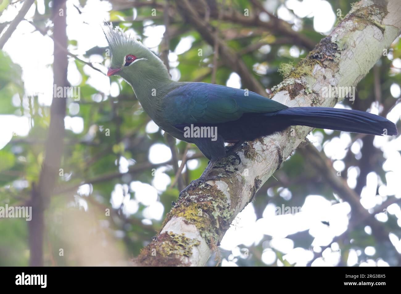 Livingstone's Turaco (Tauraco livingstonii) adult perched in a tree in ...