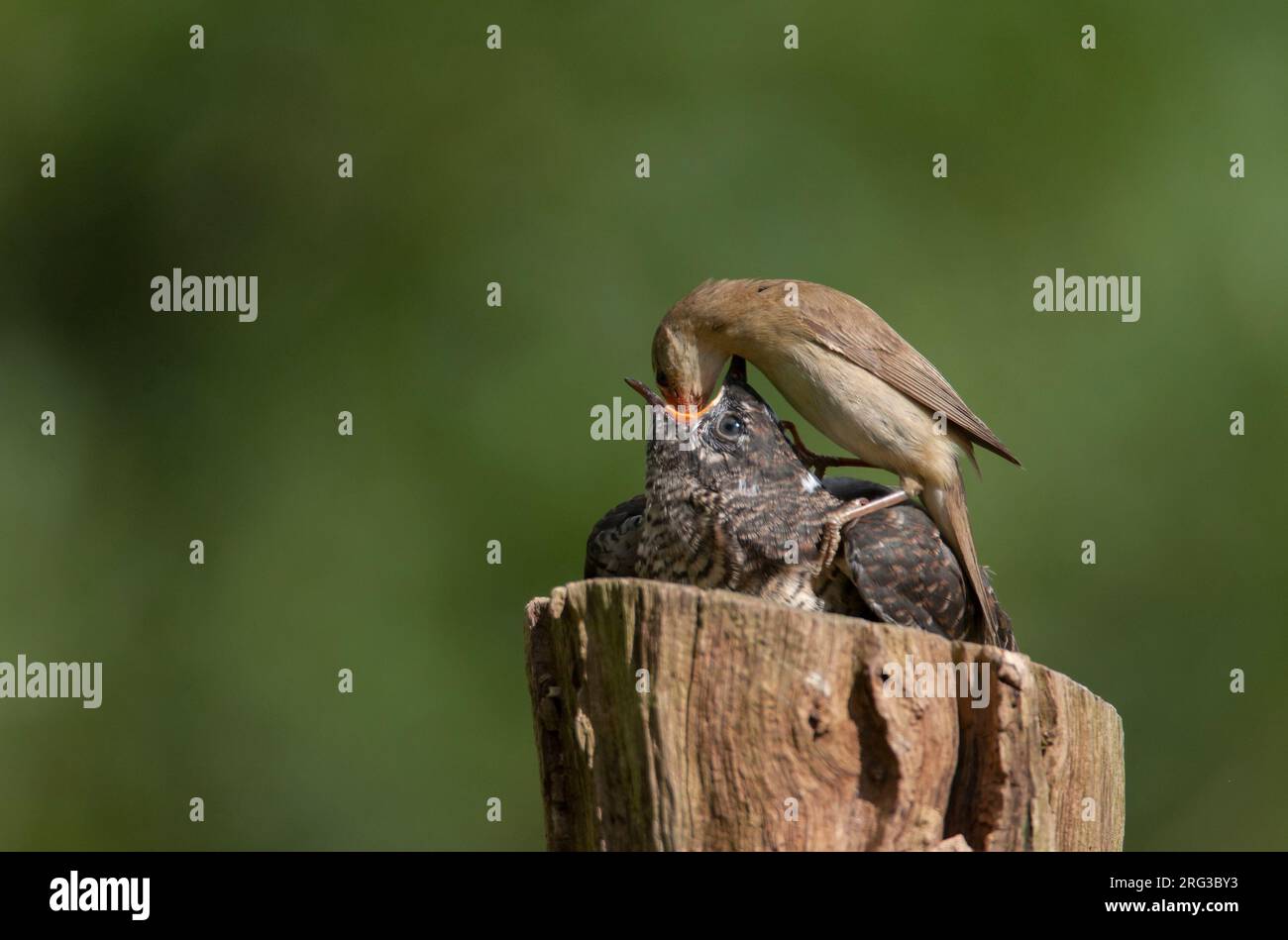 Marsh Warbler (Acrocephalus palustris) feeding chick of Common Cuckoo ...