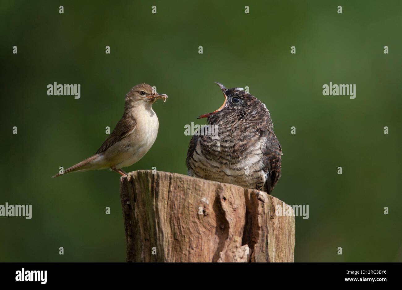 Marsh Warbler (Acrocephalus palustris) feeding chick of Common Cuckoo ...