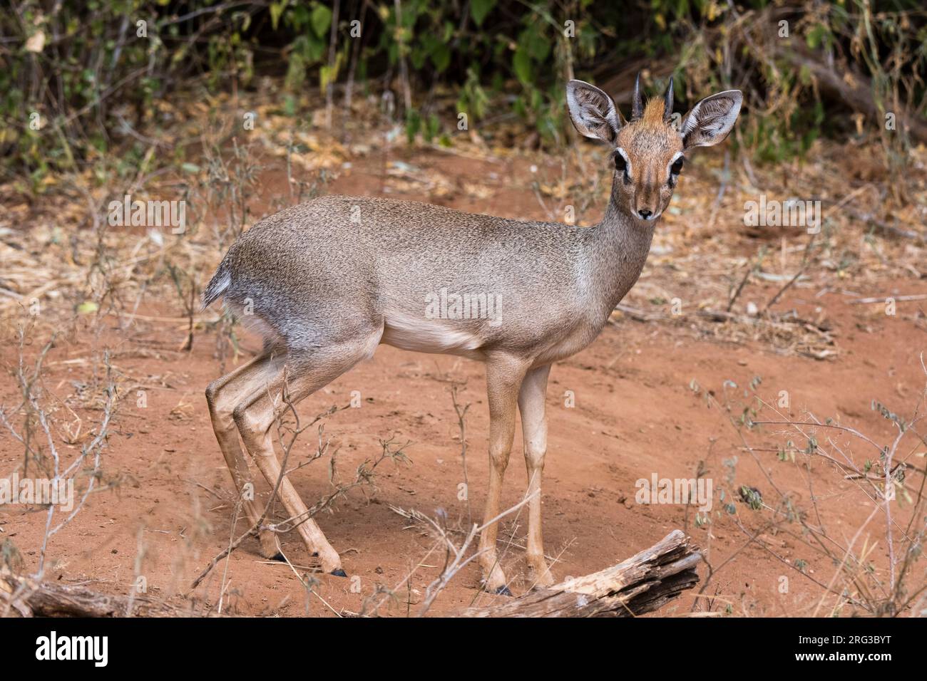 Portrait of a Kirk's dik-dik, Madoqua kirkii, Samburu, Kenya. Kenya ...