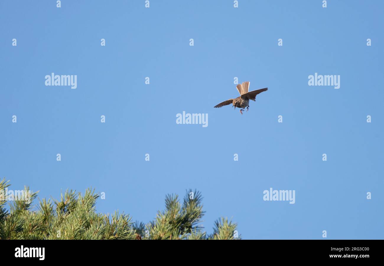 Tree Pipit (Anthus trivialis) in display flight at Jutland, Denmark ...