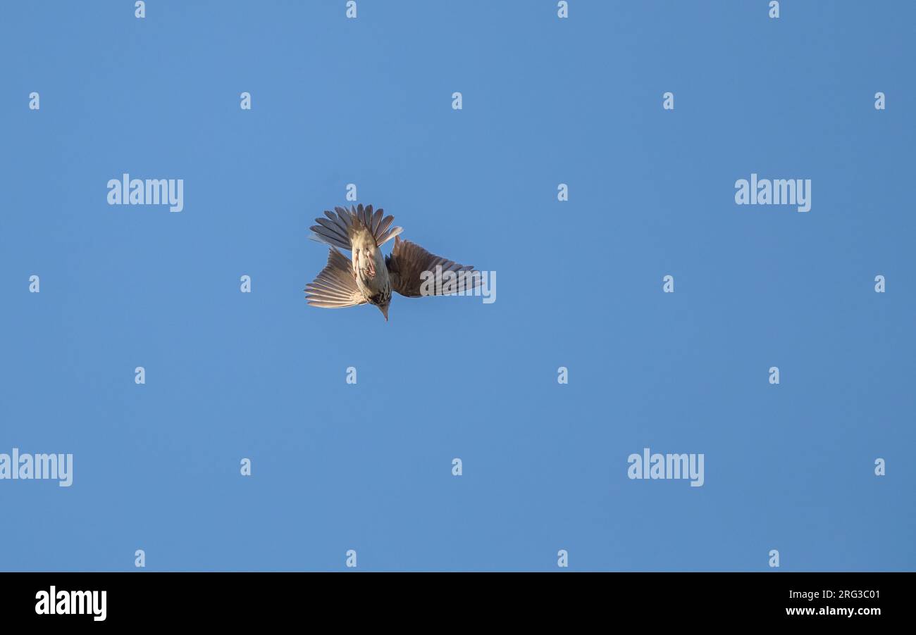 Tree Pipit (Anthus trivialis) in display flight at Jutland, Denmark ...