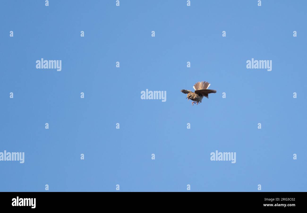 Tree Pipit (Anthus trivialis) in display flight at Jutland, Denmark ...