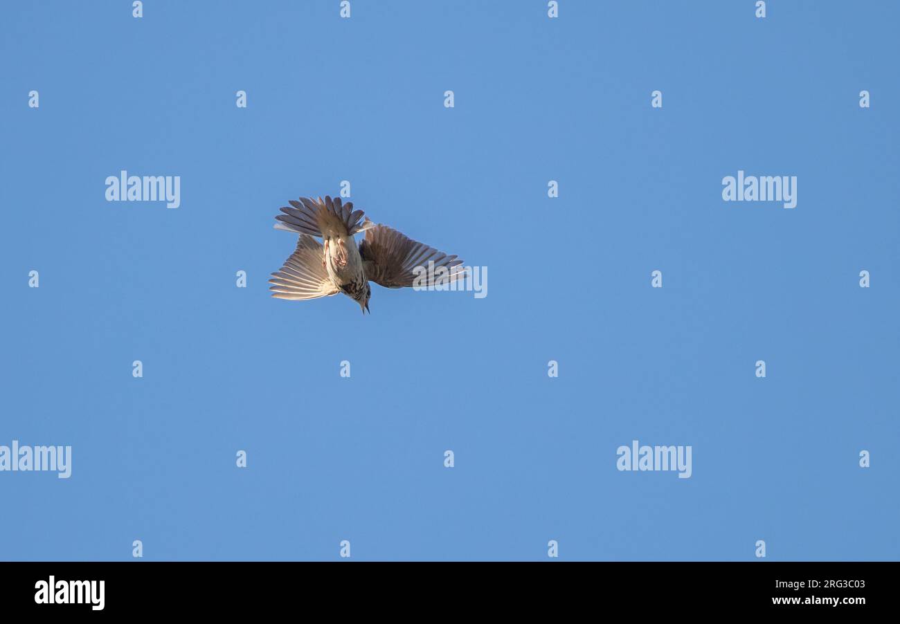 Tree pipit song flight hi-res stock photography and images - Alamy