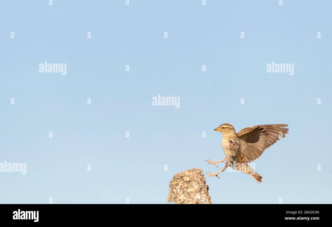 Rock Sparrow (Petronia petronia petronia) in Spain Stock Photo - Alamy