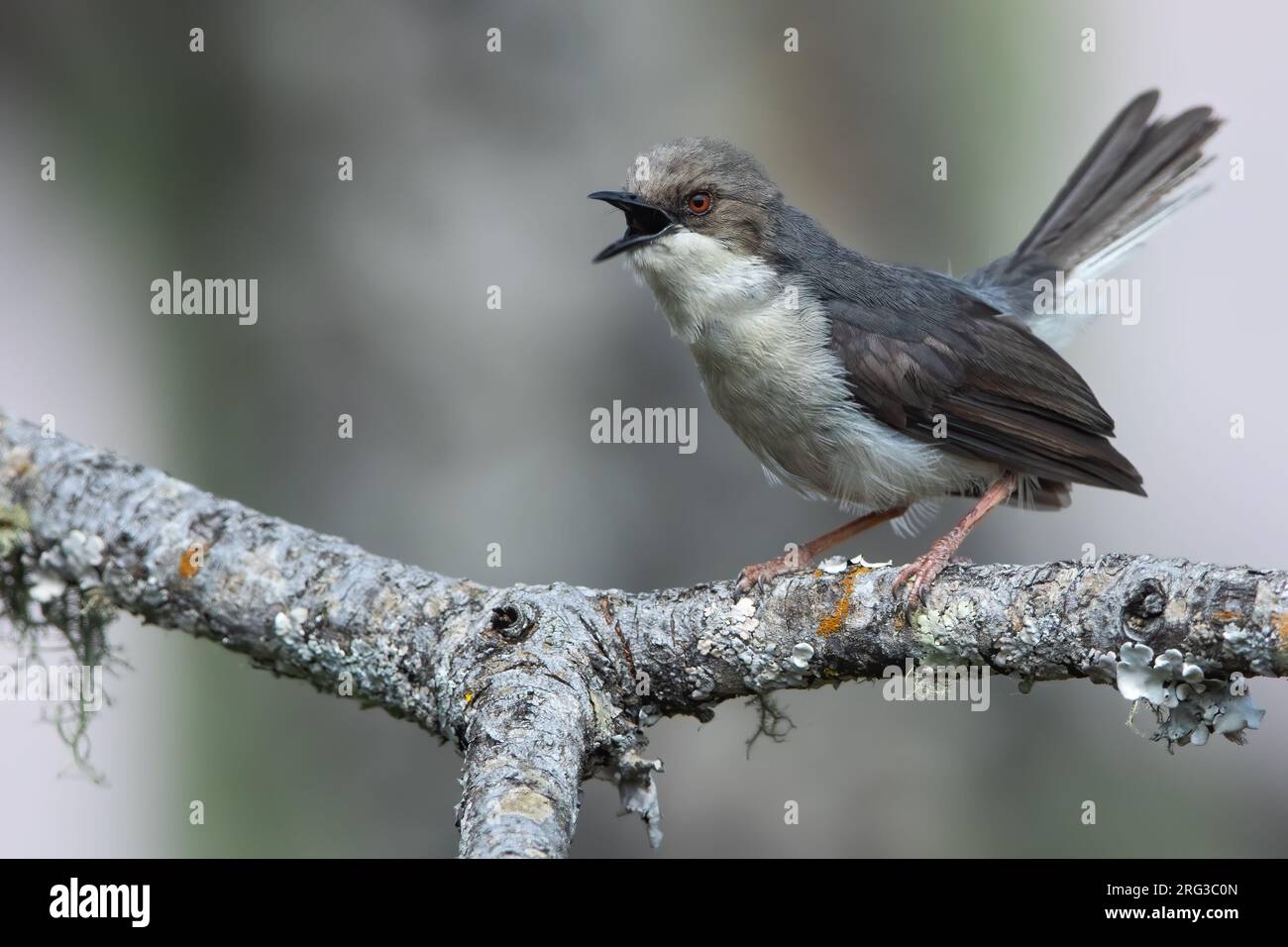 Grey apalis hi-res stock photography and images - Alamy