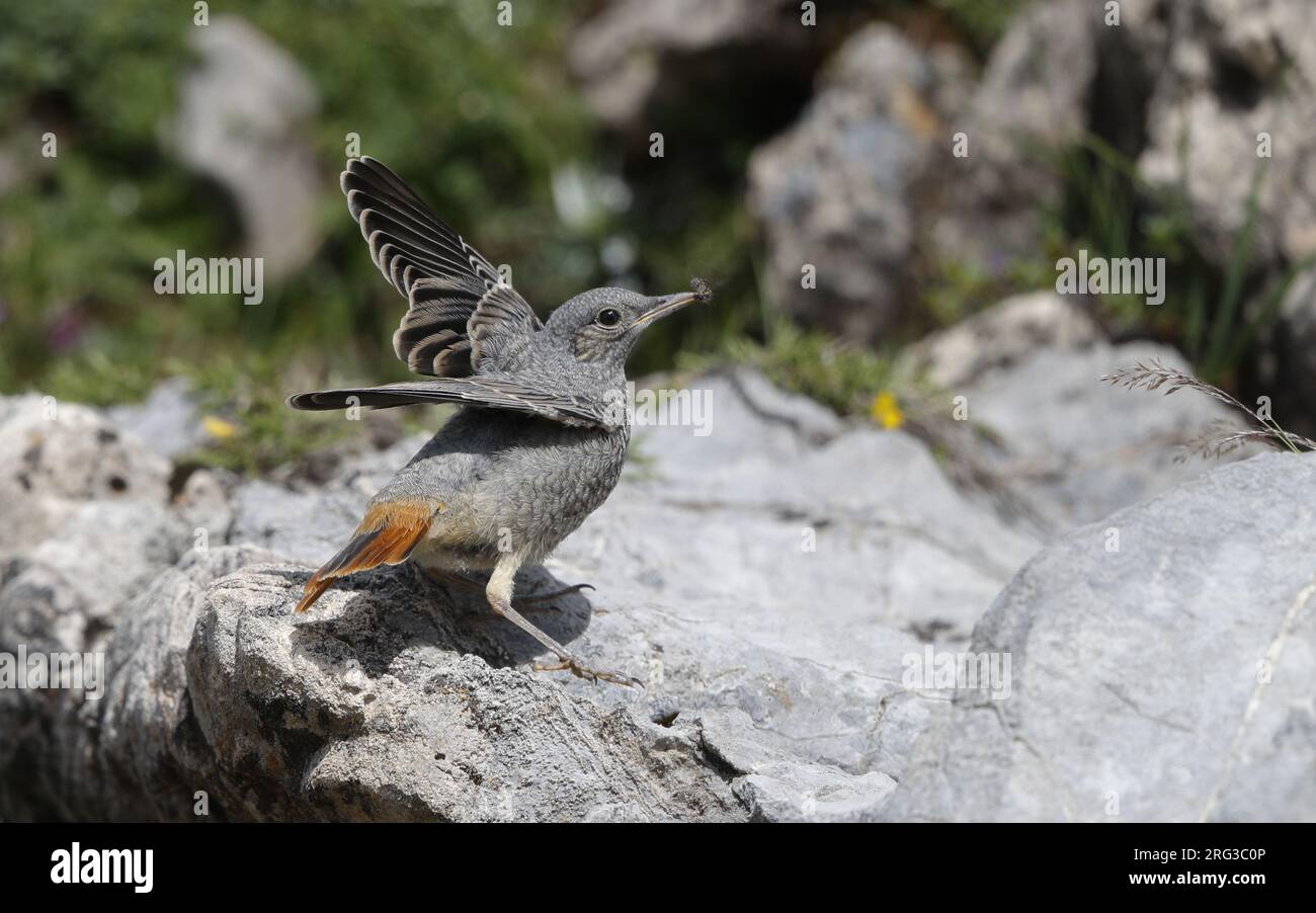Juvenile Common Rock Thrush (Monticola saxatilis) perched on a rock at ...