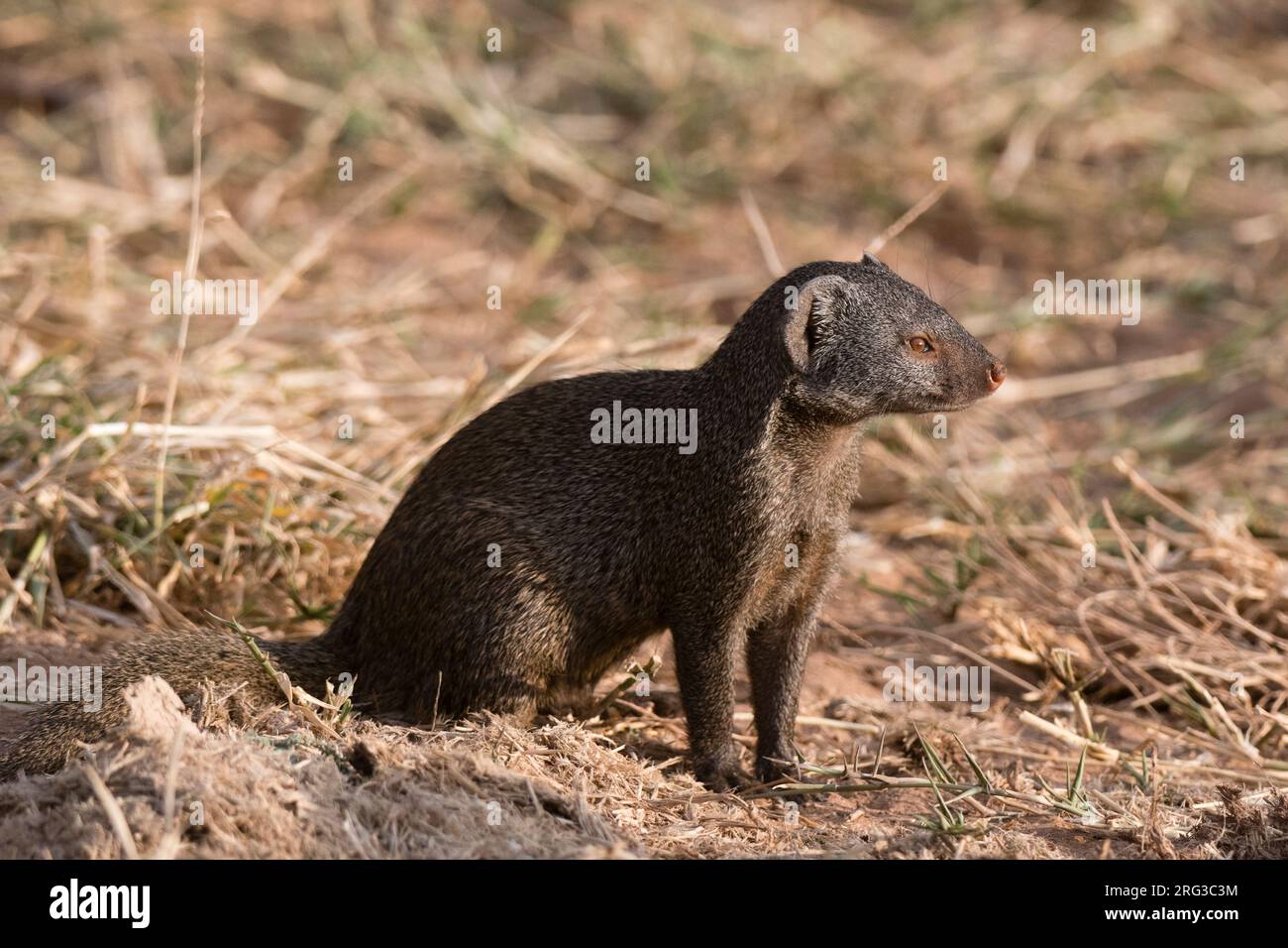 A side view of a dwarf mongoose, Helogale parvula, Samburu, Kenya ...