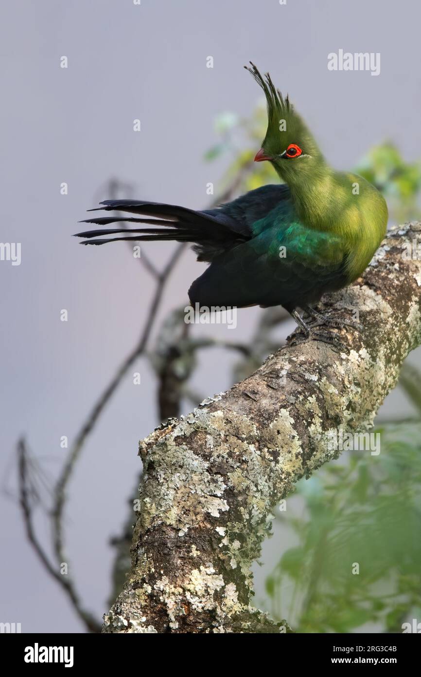 Schalow's Turaco (Tauraco schalowi) perched on a branch in Angola Stock ...