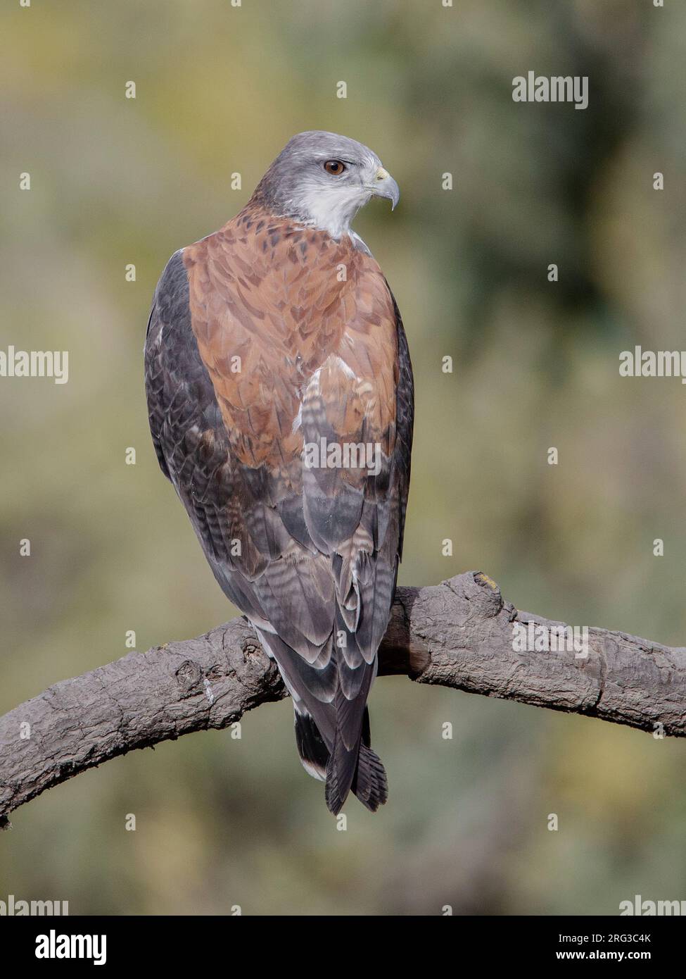 Variable Hawk (Geranoaetus polyosoma polyosoma) at Santa Eulalia Valley, Peru Stock Photo - Alamy