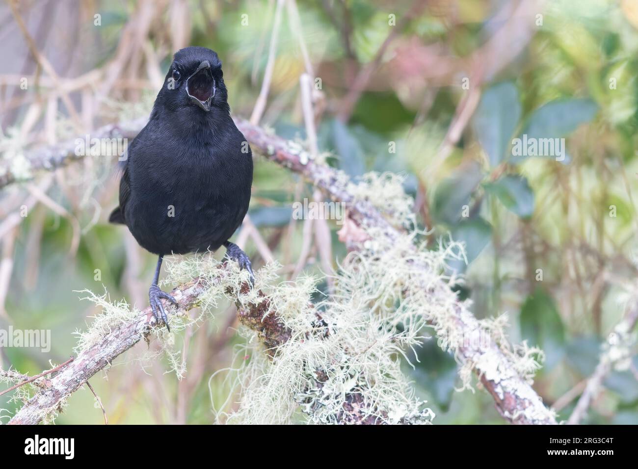 Fulleborns hi-res stock photography and images - Alamy