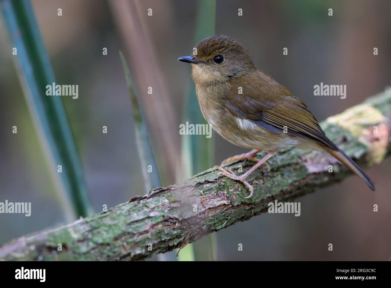 Gabela Akalat (Sheppardia gabela) perched on a branch in Angola Stock ...