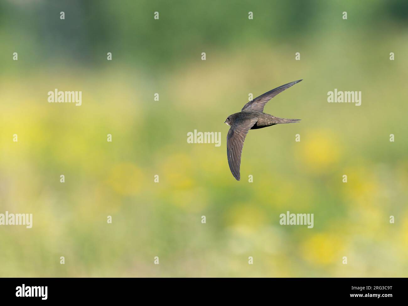 Common Swift (Apus apus) flying, migrating with high speed showing ...