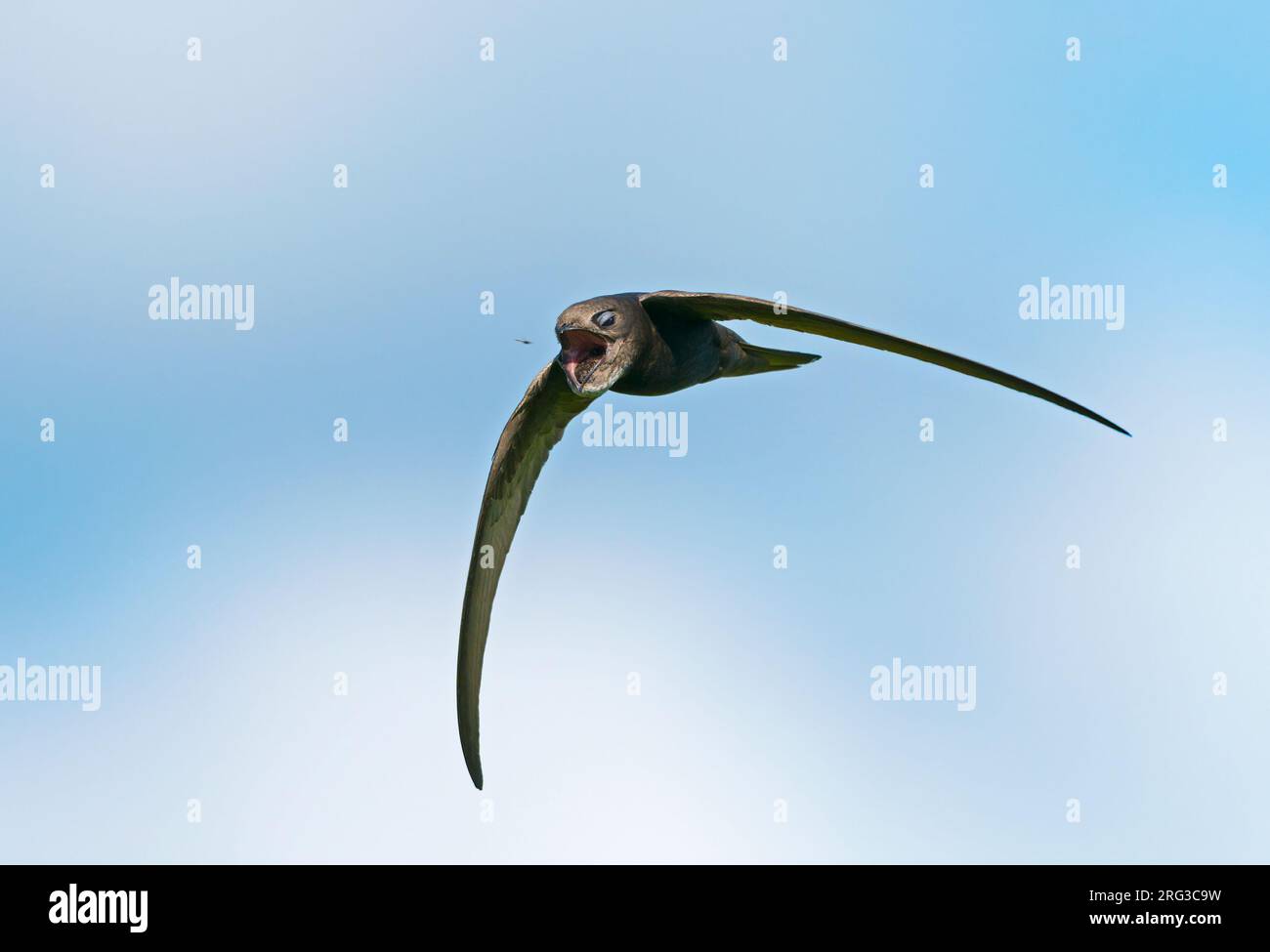 In flight feeding and hunting Common Swift (Apus apus) catching an ...