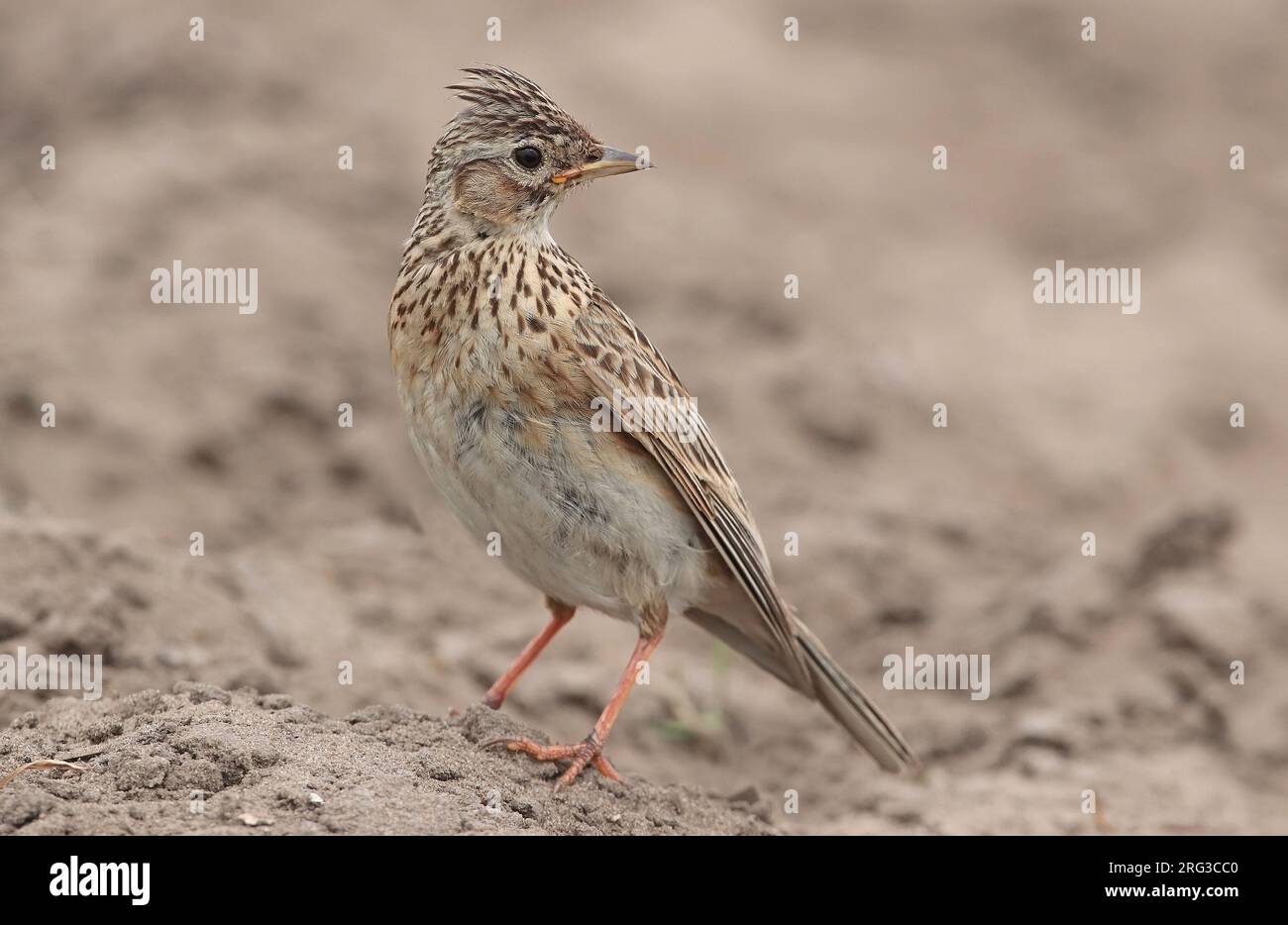 Eurasian Skylark (Alauda arvensis), adult male standing, seen from the ...
