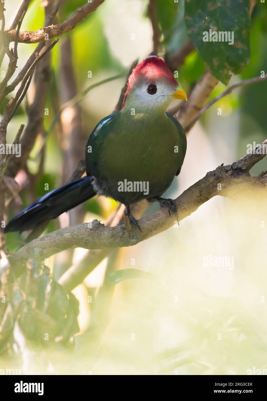 Red crested turaco tauraco erythrolophus hi-res stock photography and ...