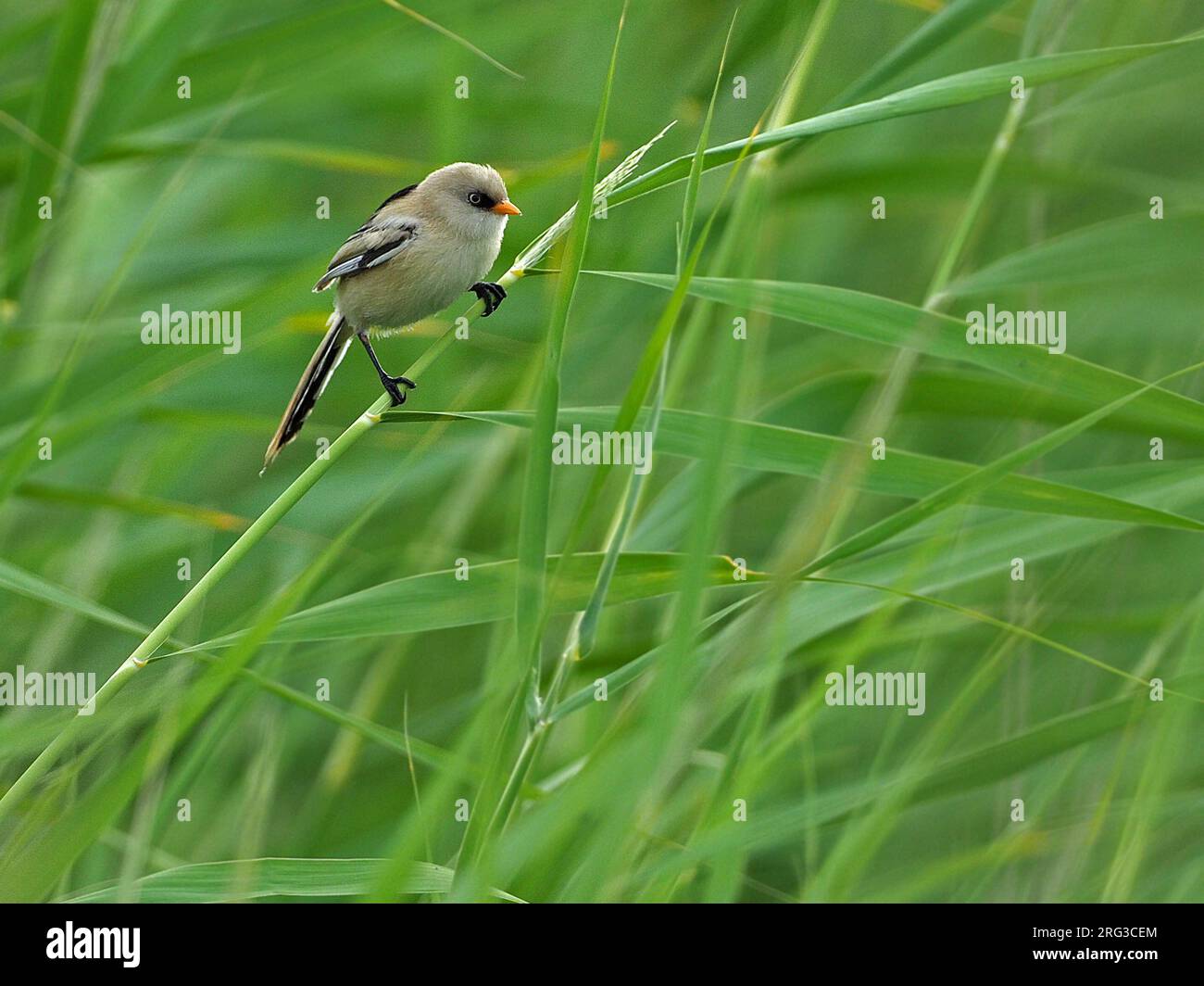 Bearded Reedling (Panurus biarmicus) female perched in reed in Xinjiang ...