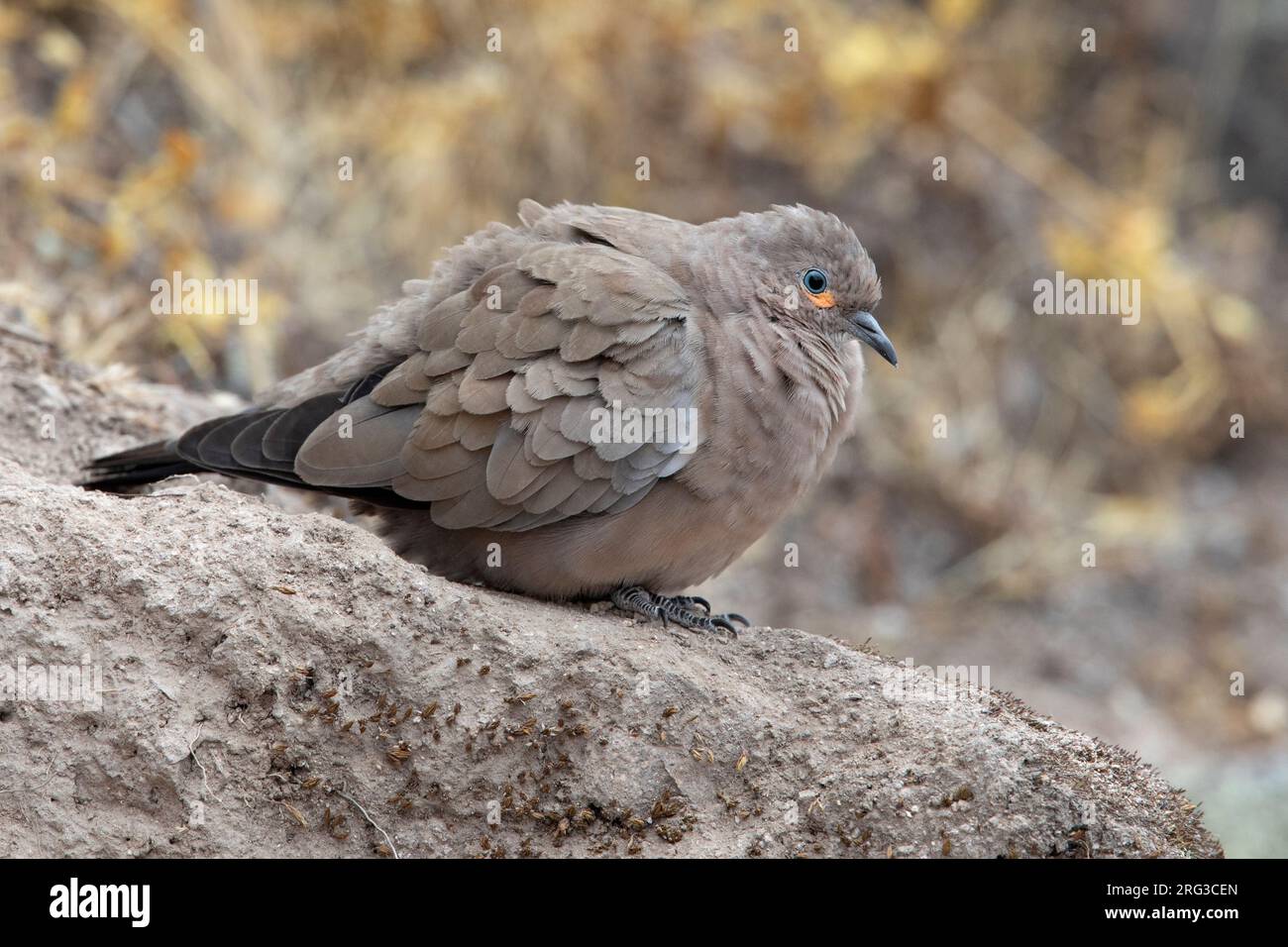 Black-winged Ground Dove (Metriopelia melanoptera melanoptera) at San ...