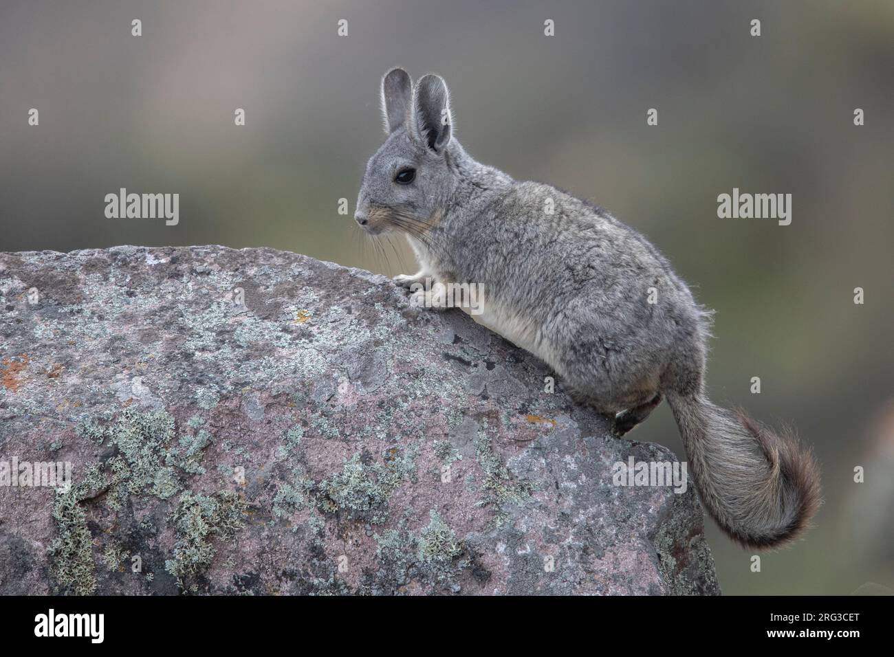 Viscacha peru hi-res stock photography and images - Alamy