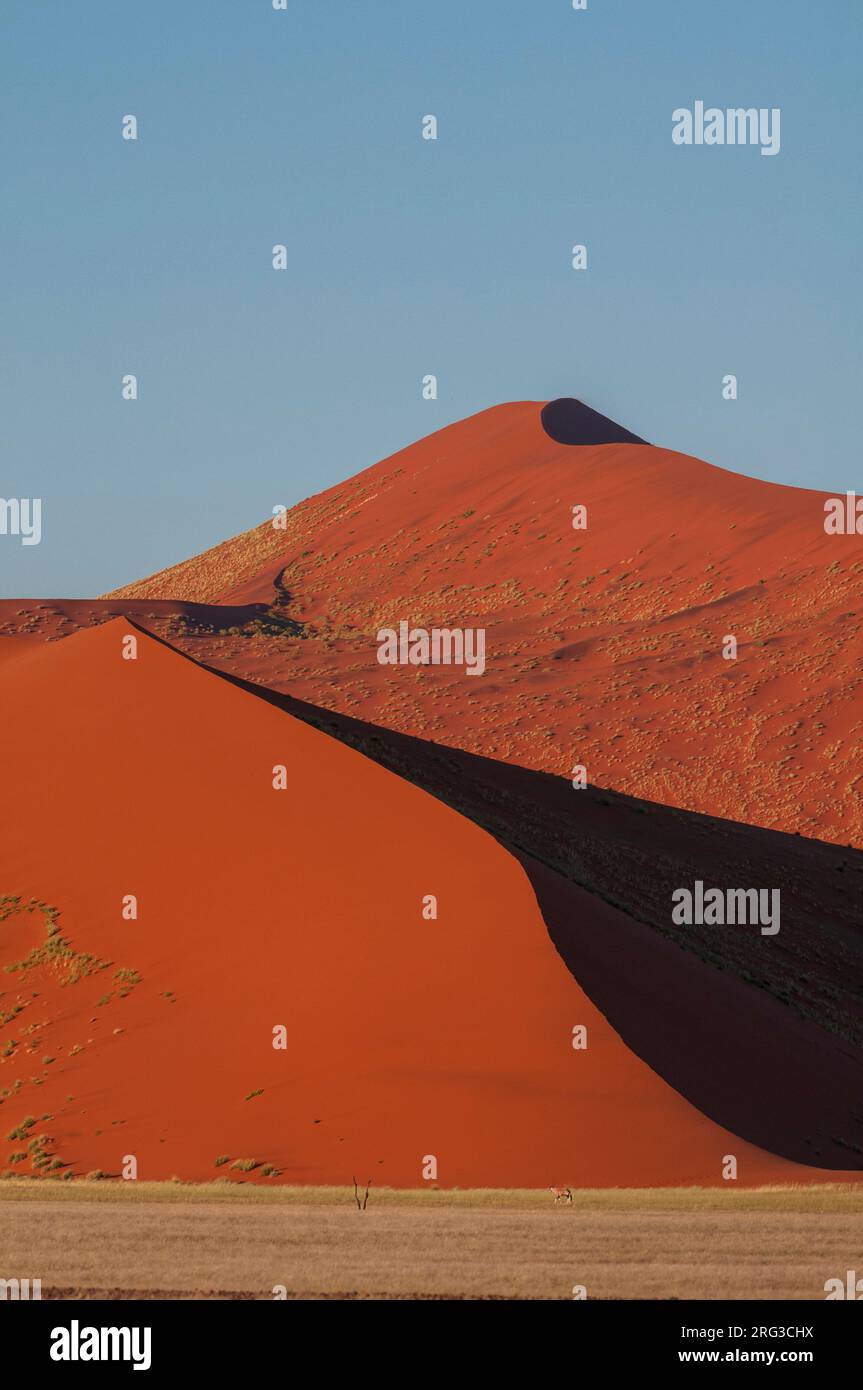 Red sand dunes in the Sossusvlei. Namib Naukluft Park, Namib Desert ...