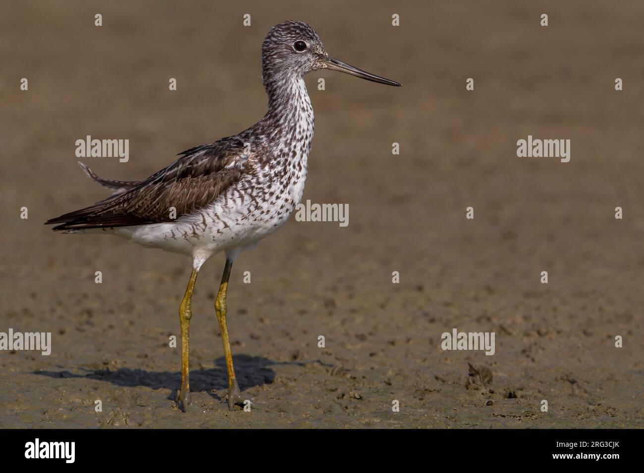 Groenpootruiter, Common Greenshank; Tringa nebularia Stock Photo - Alamy