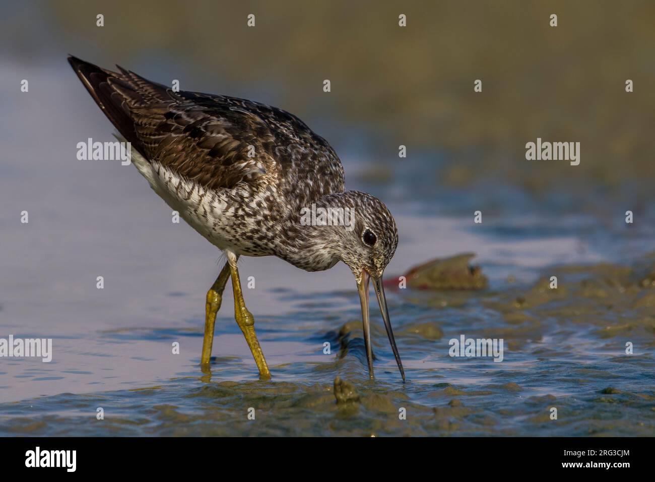 Groenpootruiter, Common Greenshank; Tringa nebularia Stock Photo - Alamy