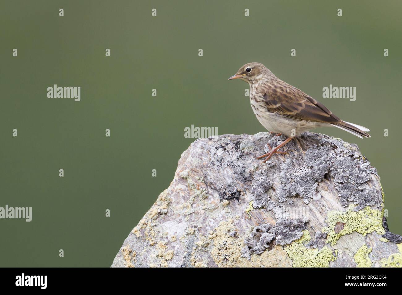 Water Pipit - Bergpieper - Anthus spinoletta ssp. spinoletta, Swiss ...