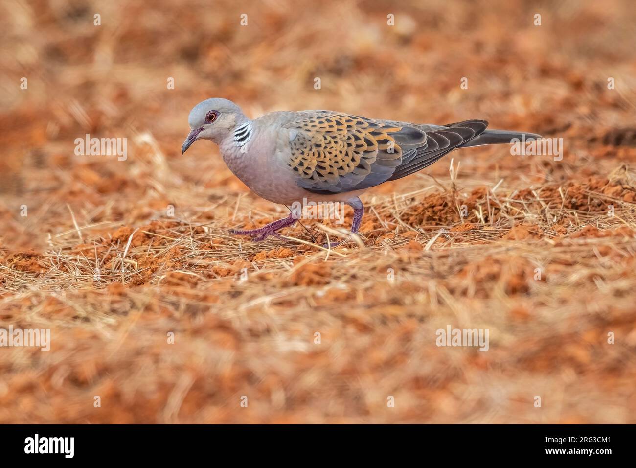 Adult Persian Turtle-Dove (Streptopelia turtur arenicola) on the ground ...