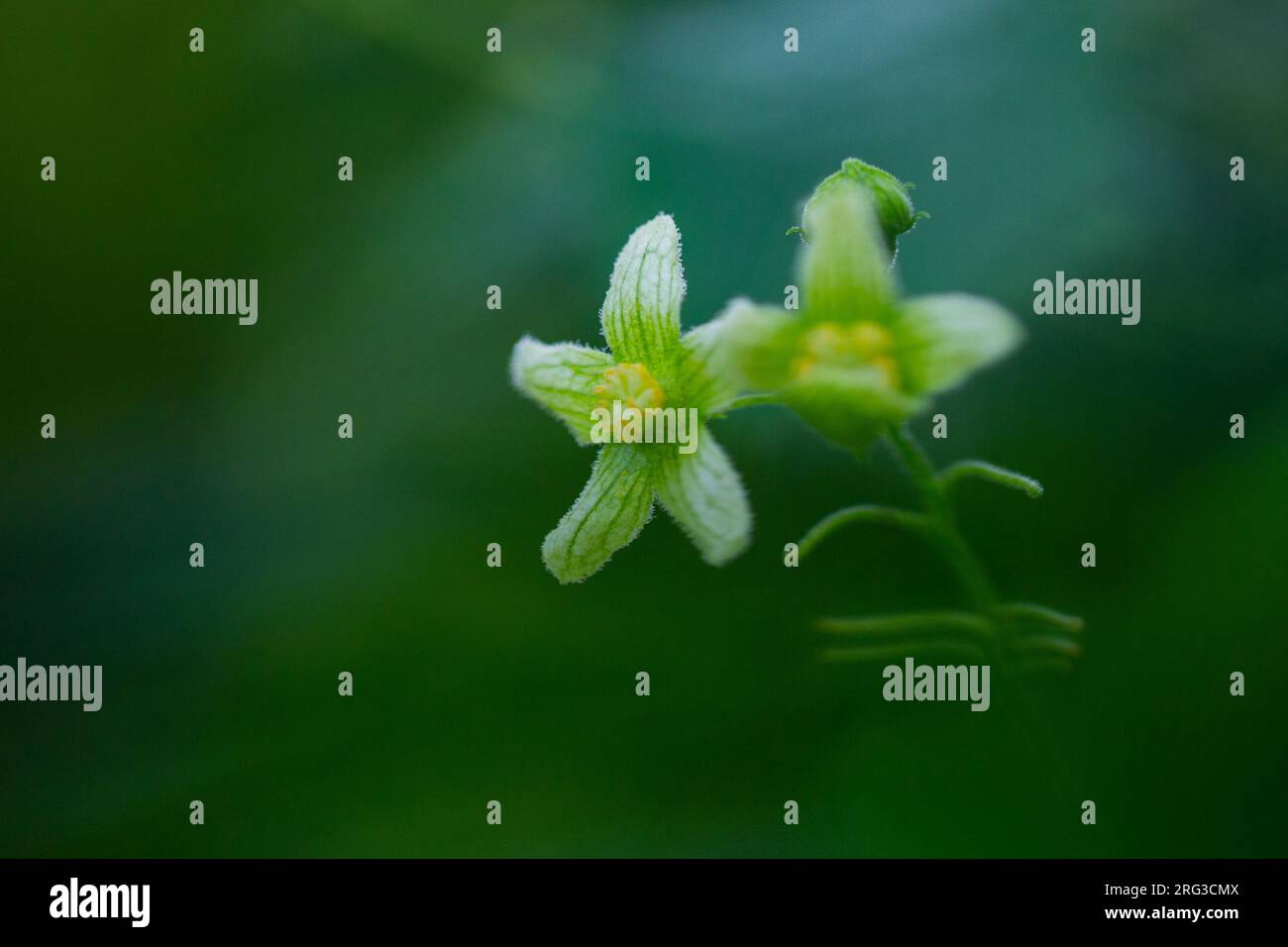 Red bryony hi-res stock photography and images - Alamy