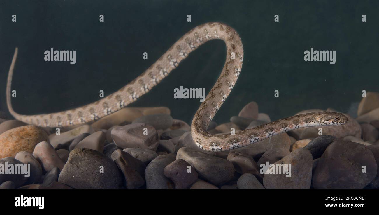 Viperine snake hi-res stock photography and images - Alamy