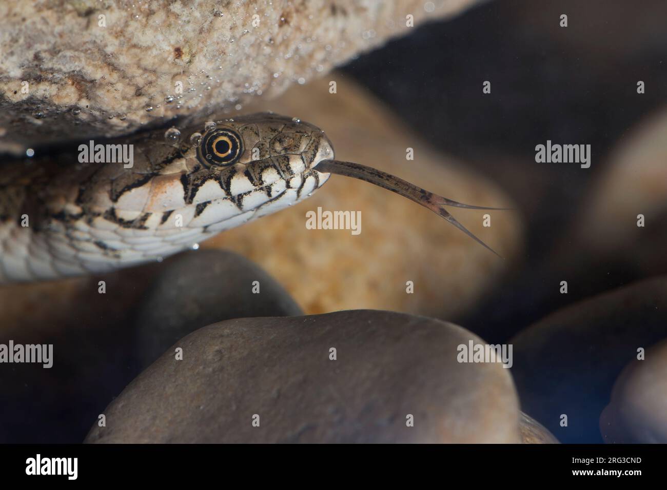 Viperine snake hi-res stock photography and images - Alamy