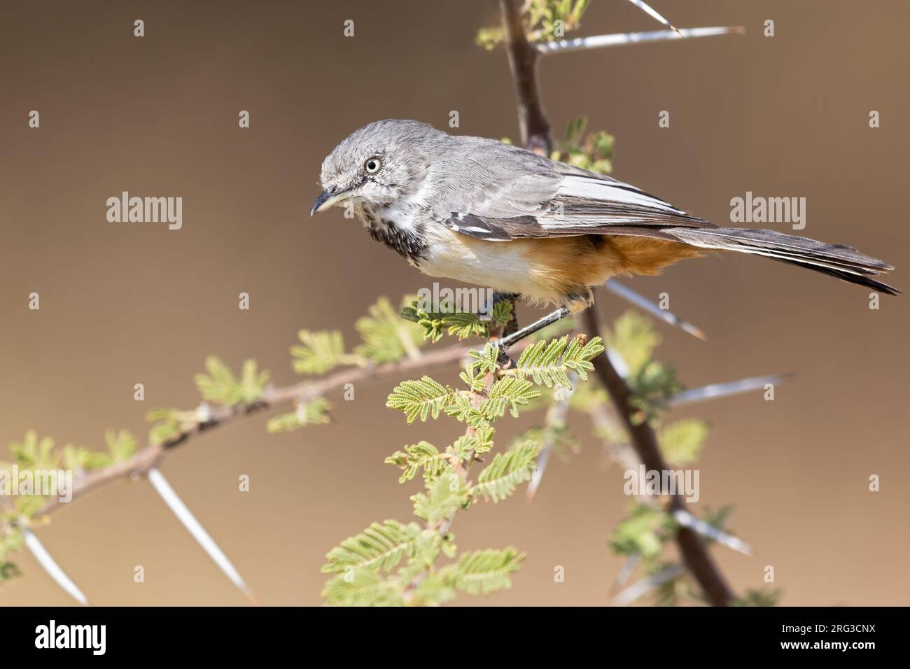 Banded parisoma (Curruca boehmi) perched in a bush in Tanzania Stock ...