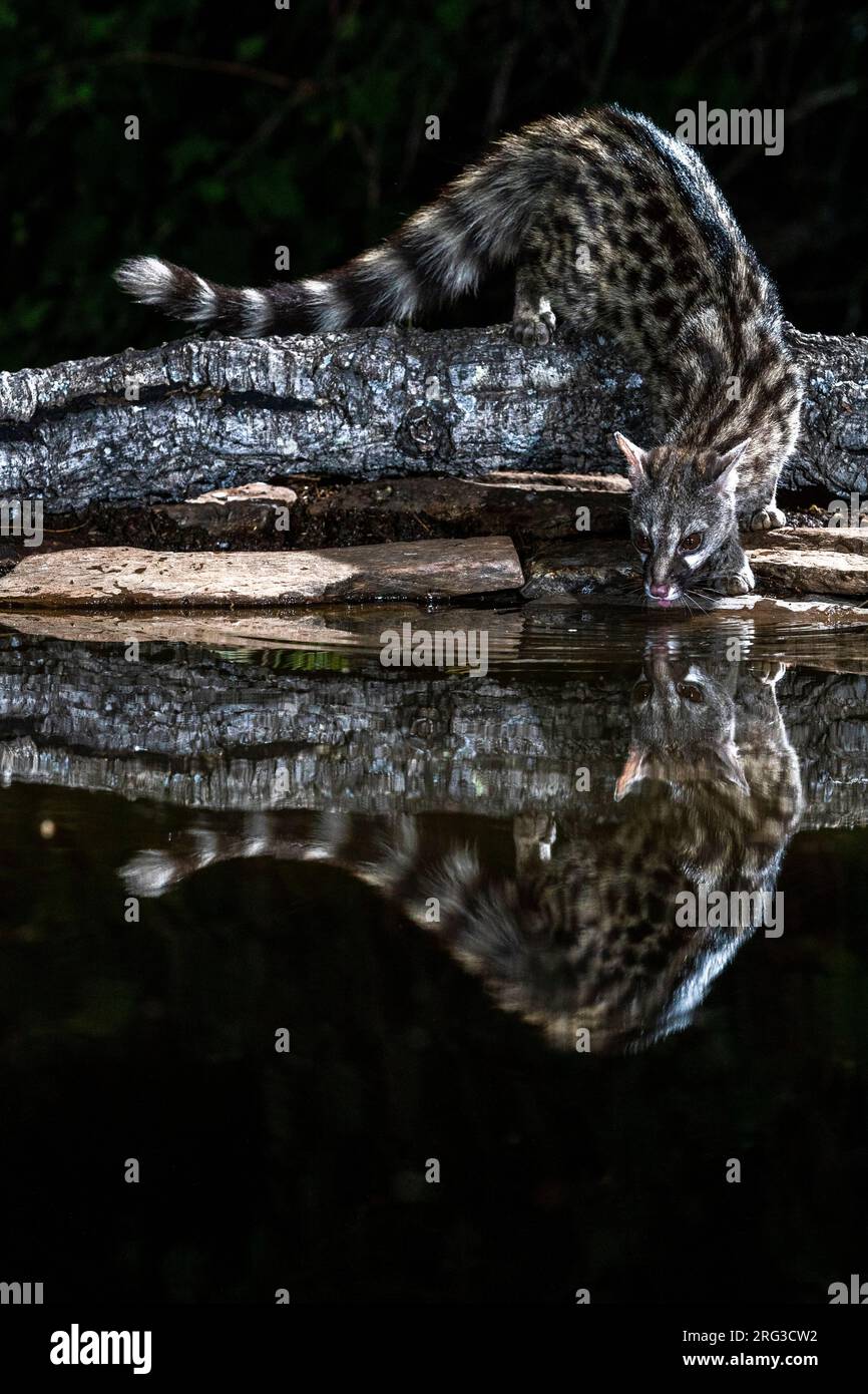 Common Genet (Genetta genetta) in Spain Stock Photo - Alamy