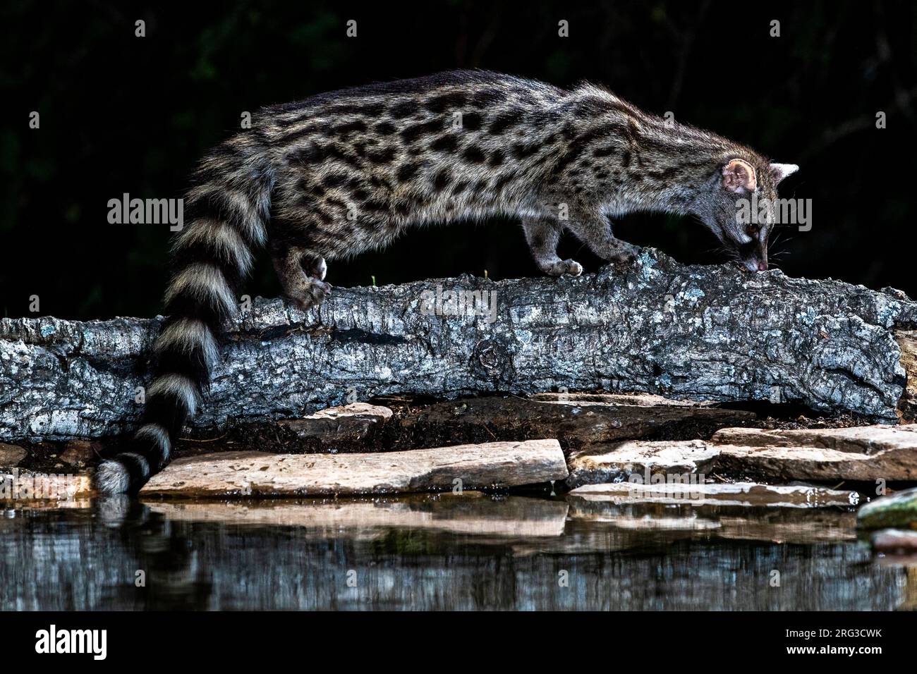 Common Genet (Genetta genetta) in Spain Stock Photo - Alamy