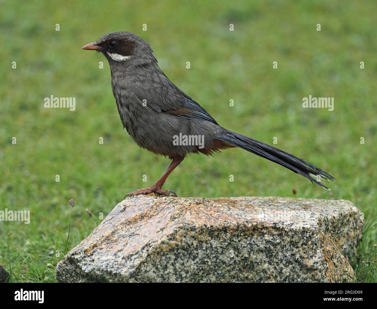 Brown-cheeked laughingthrush (Trochalopteron henrici) on Tibetan ...