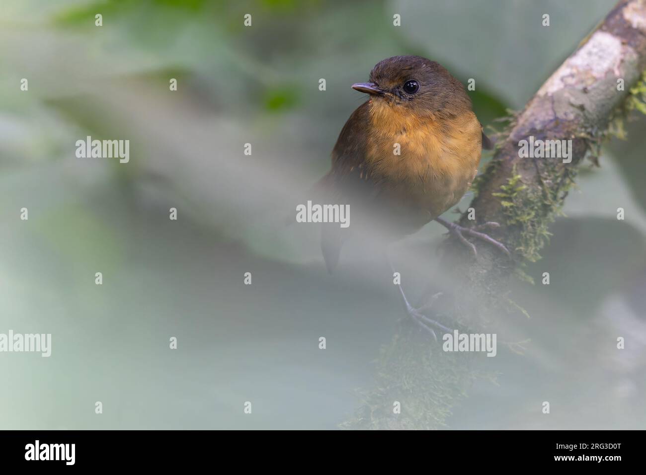Rubeho akalat (Sheppardia aurantiithorax) an Endangered species and ...