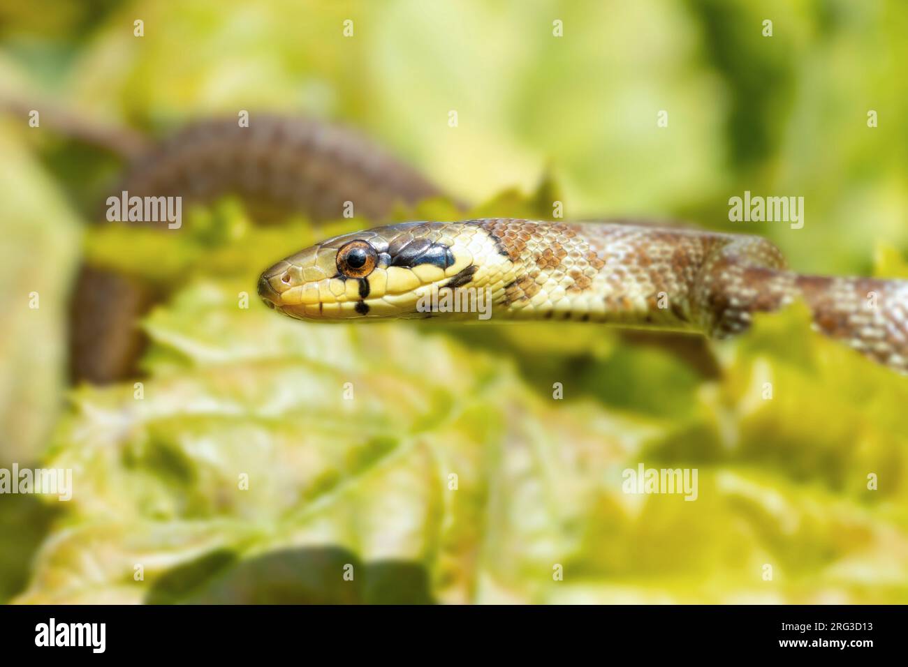 Aesculapian Snake (Zamenis longissimus) taken the 09/08/2021 at Le Mans ...