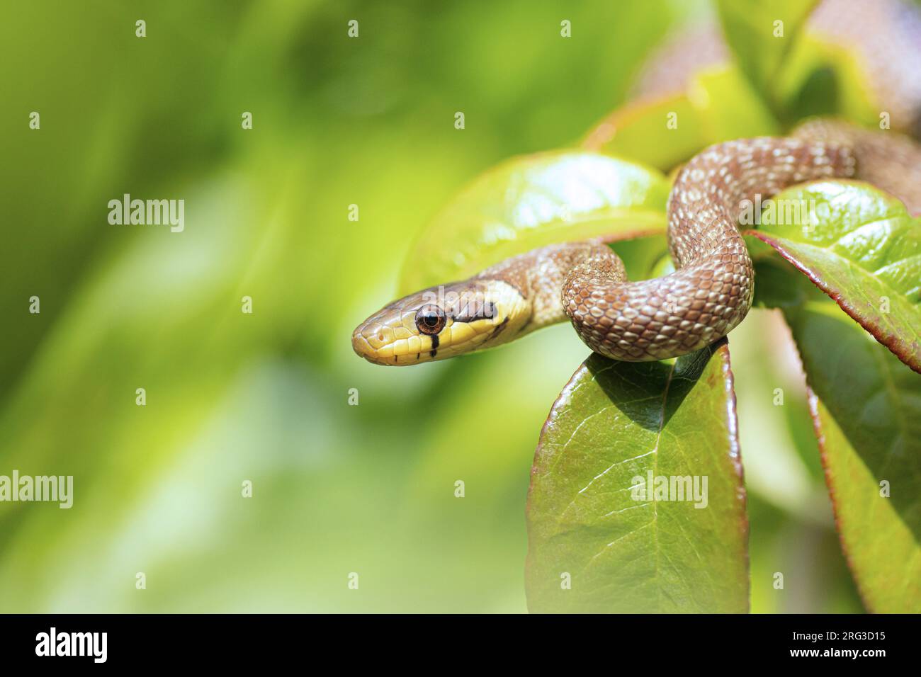 Aesculapian Snake (Zamenis longissimus) taken the 09/08/2021 at Le Mans ...
