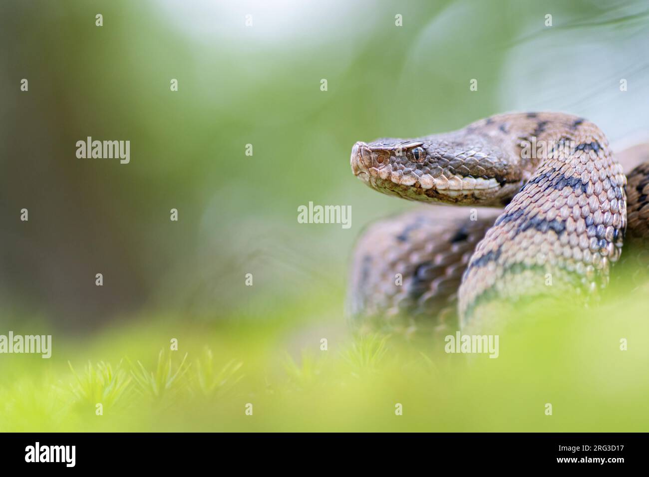 Asp Viper (Vipera aspis aspis) taken the 13/08/2021 at Le Mans- France ...