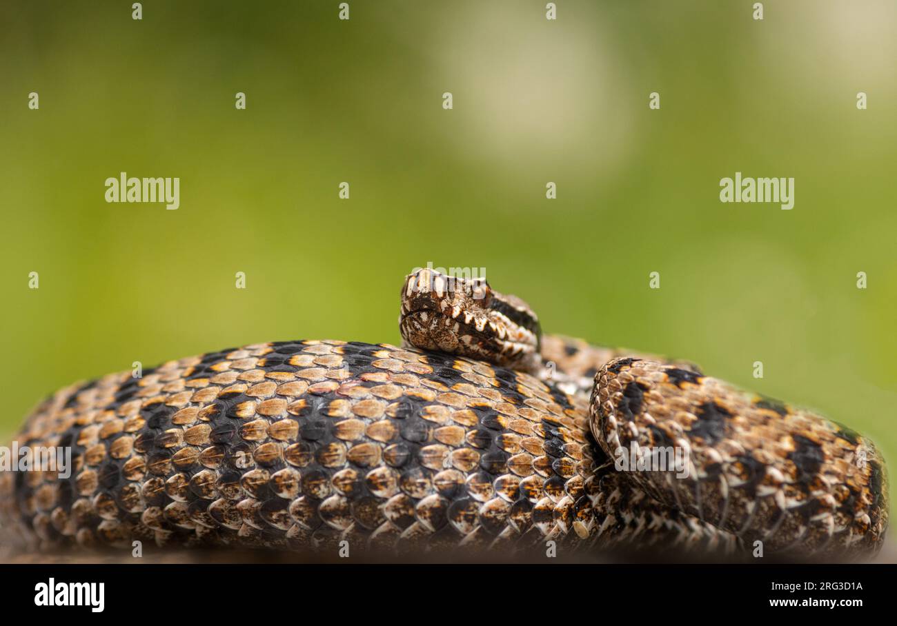 Aspis viper france hi-res stock photography and images - Alamy