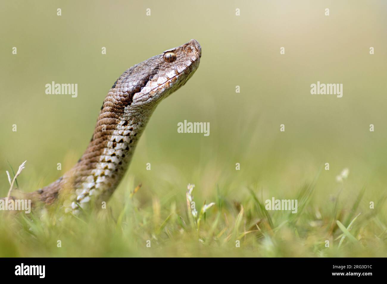 Asp Viper (Vipera aspis aspis) taken the 13/08/2021 at Le Mans- France ...
