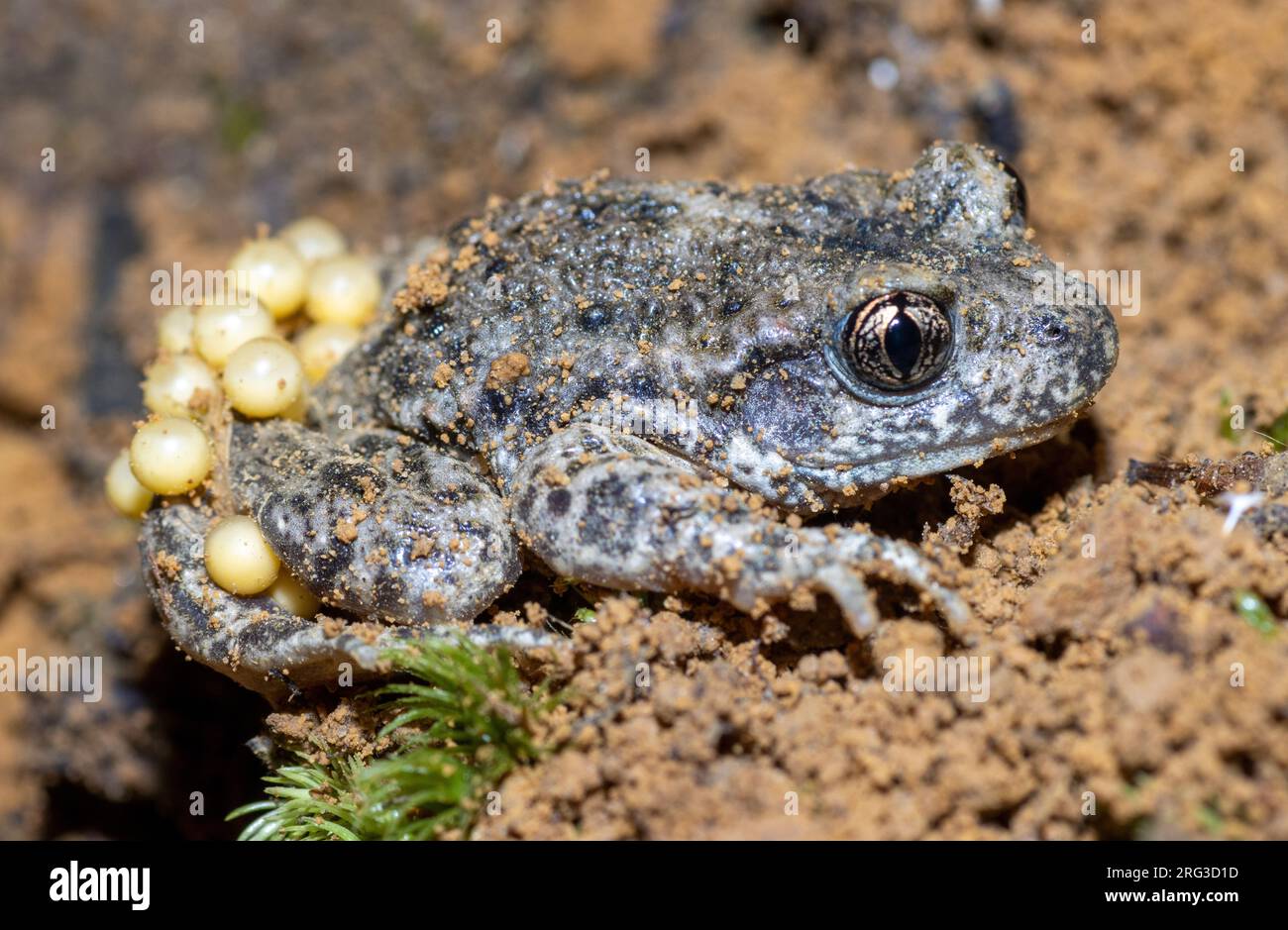Common Midwife Toad (Alytes obstetricans) taken the 25/07/2021 at Le ...
